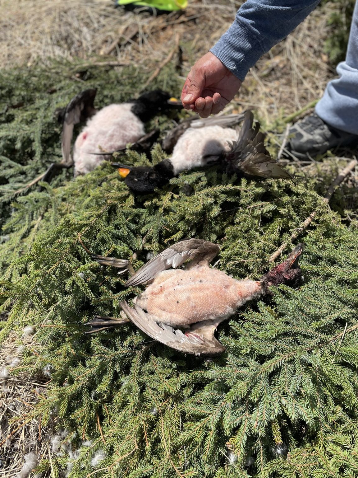 Photos and videos | Nemaska